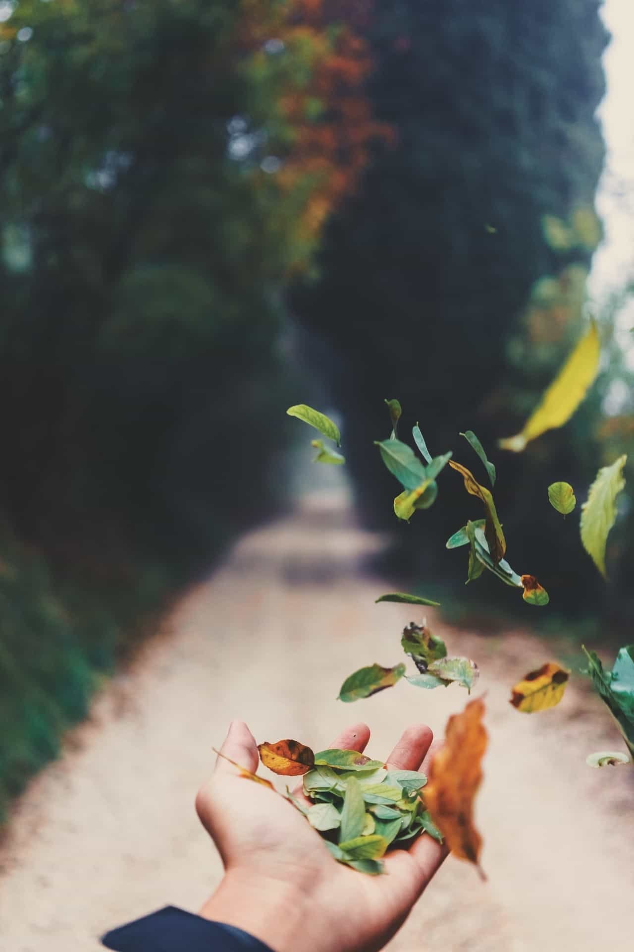 Falling Bliss - Coffee House Writers